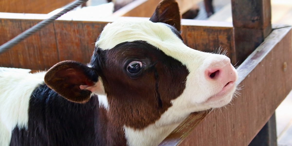 Las becerras saludables... son las vacas de mañana - BM Editores