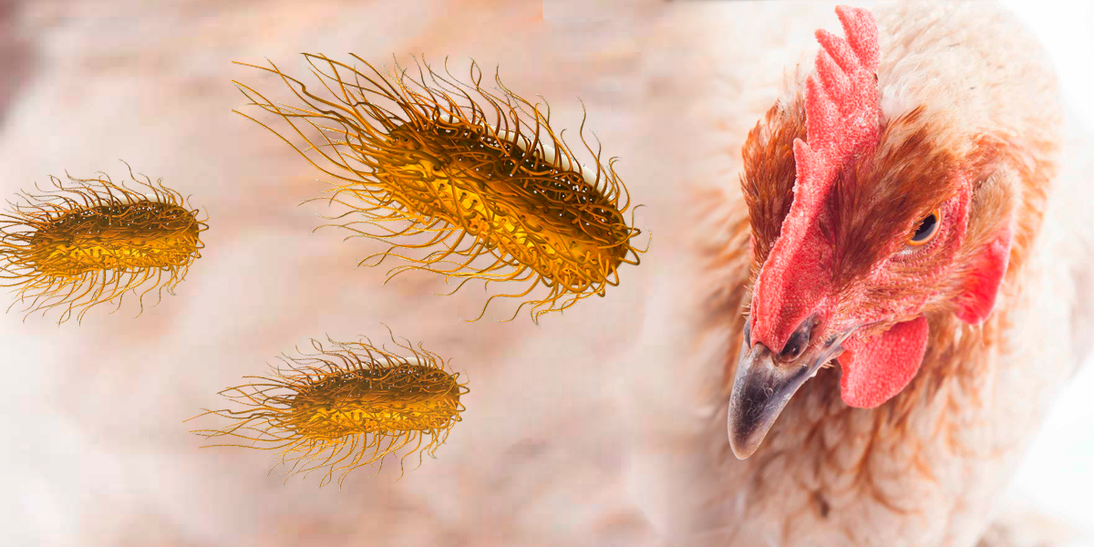 Salmonella en Avicultura - BM Editores