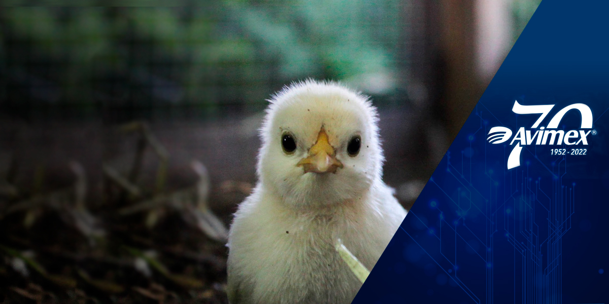 Avimex®: 70 años apoyando el desarrollo del sector pecuario mundial ...