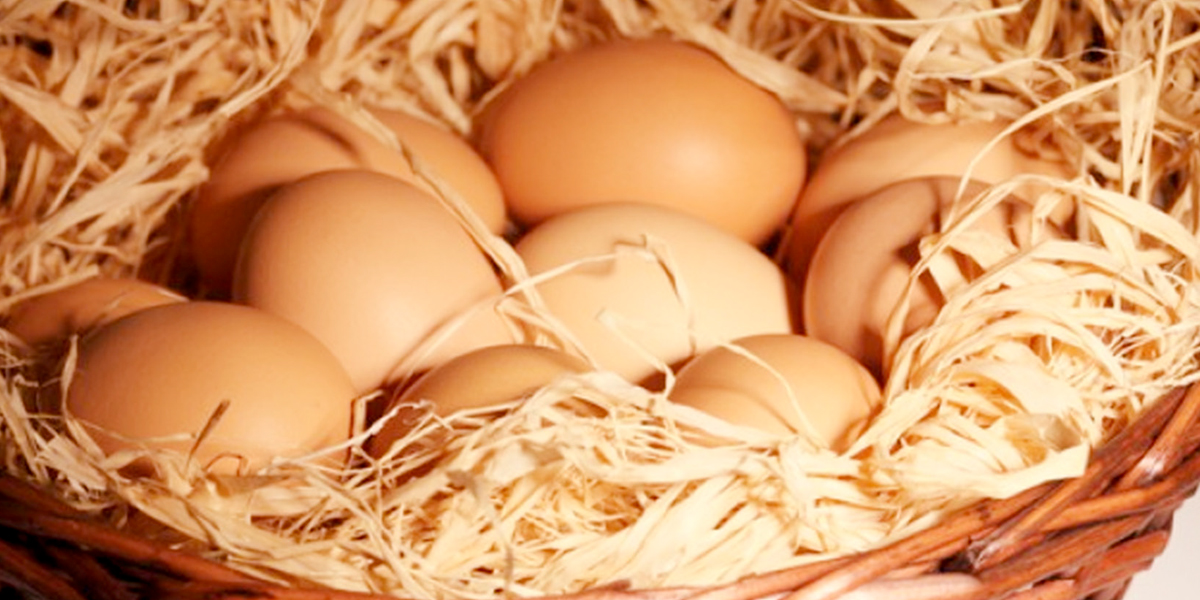 Evaluación económica de una producción de huevo libre de jaula - BM ...