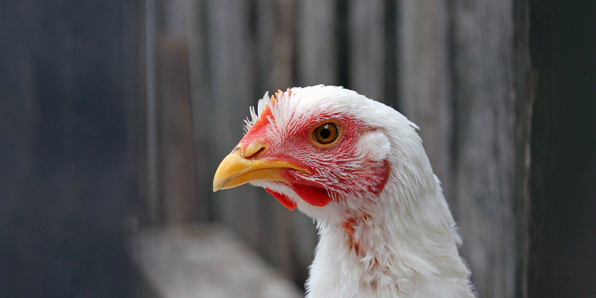 Cómo controlar la Enfermedad de Marek en reproductoras y pollos de ...