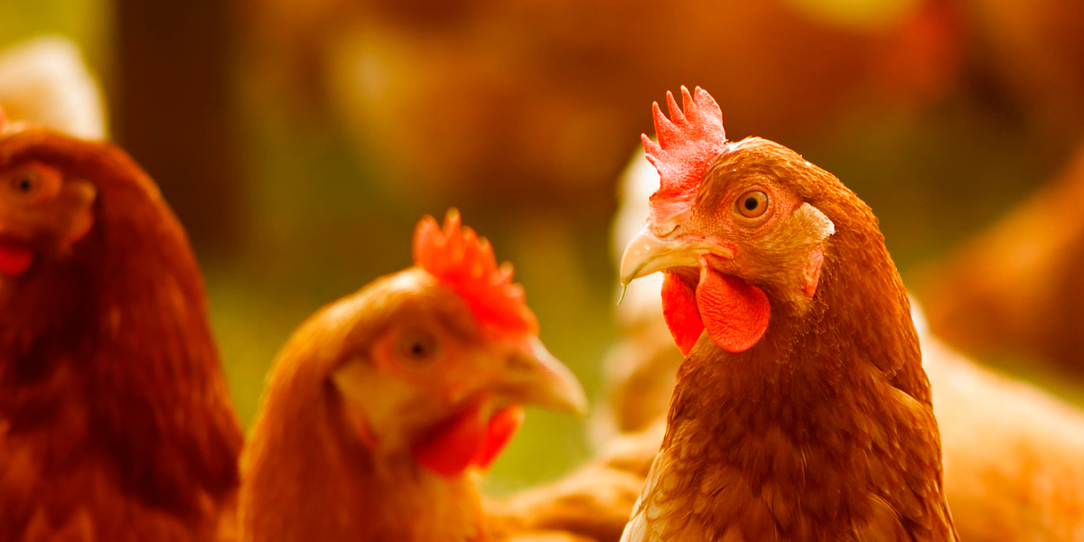 Estrategia de alimentación de las aves - BM Editores