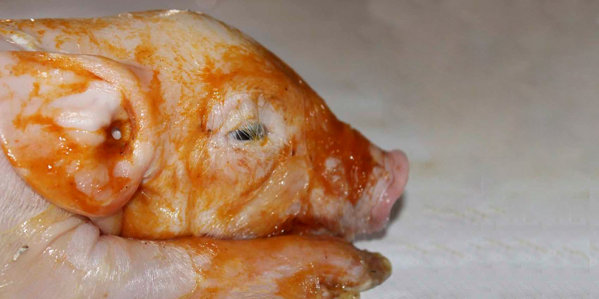 El Síndrome de aspiración de meconio en el lechón y otros mamíferos ...