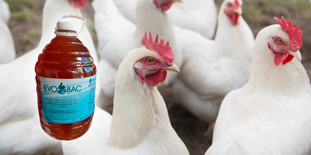 Efecto de la aplicación de producto Umbak en galpones de aves de ...
