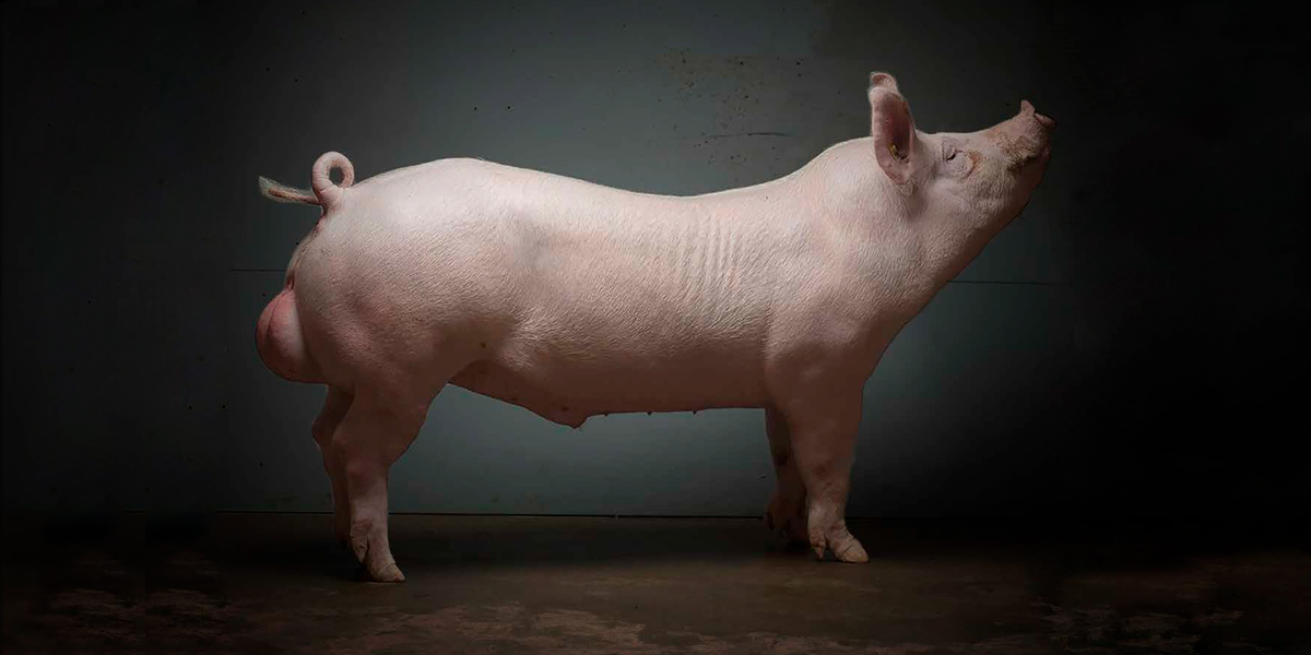 Importancia de la selección en la producción porcina - BM Editores