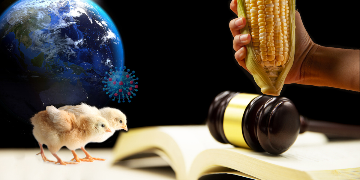 Preparan CNOG y SADER Plan Nacional Ganadero - BM Editores