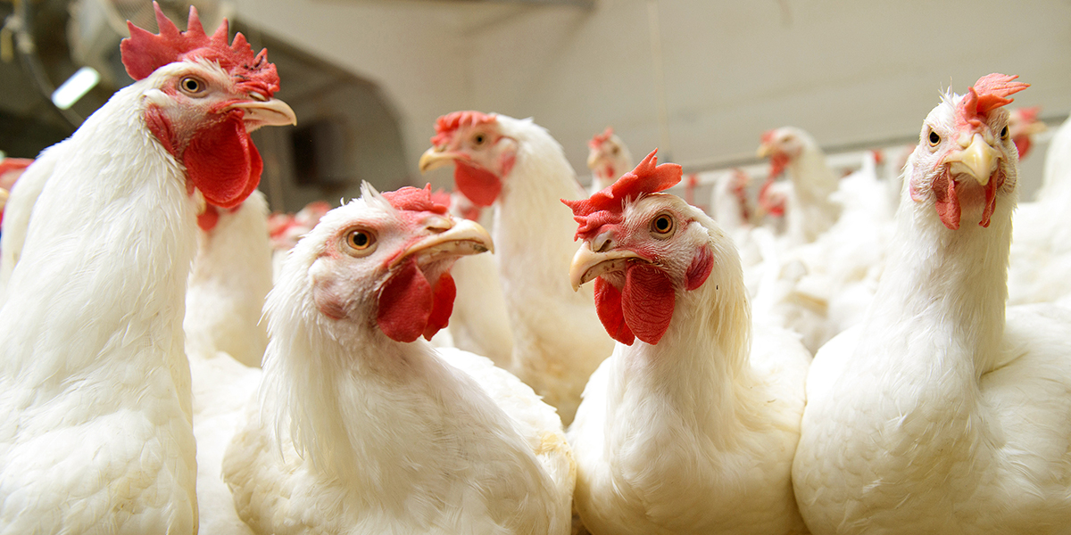 El impacto de la nutrición sobre la salud intestinal y el bienestar de ...