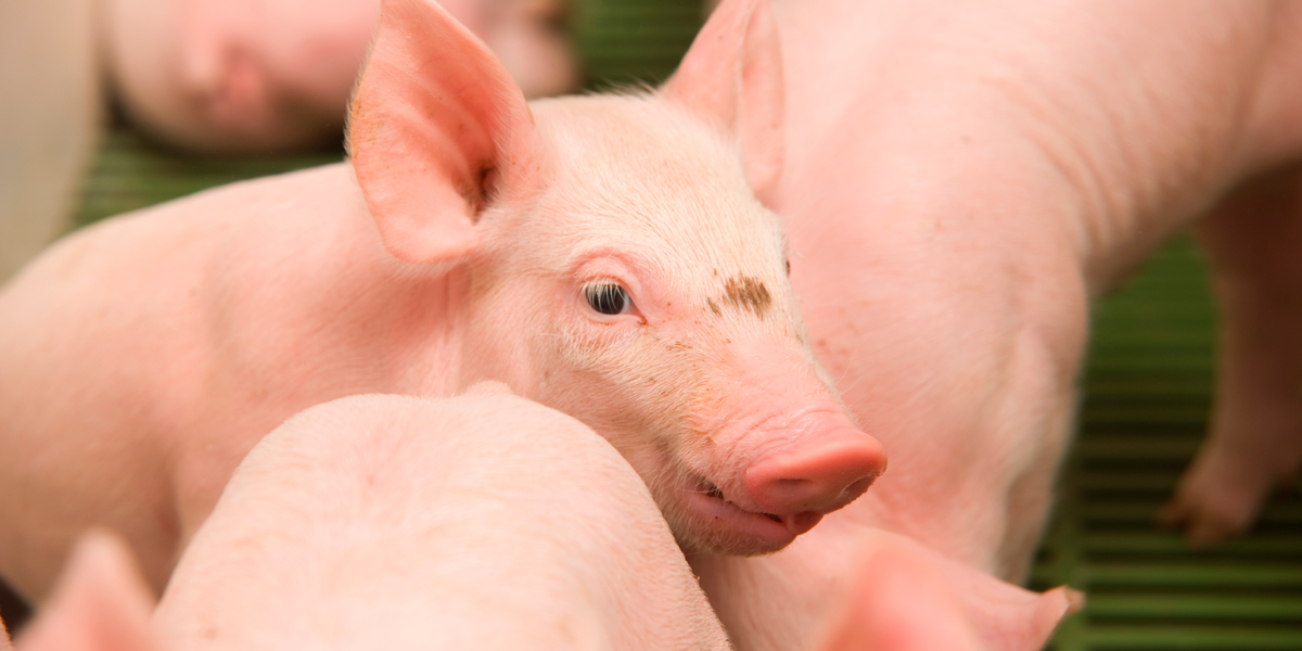 Cerdos de engorde: 9 Consejos para un manejo compasivo - BM Editores