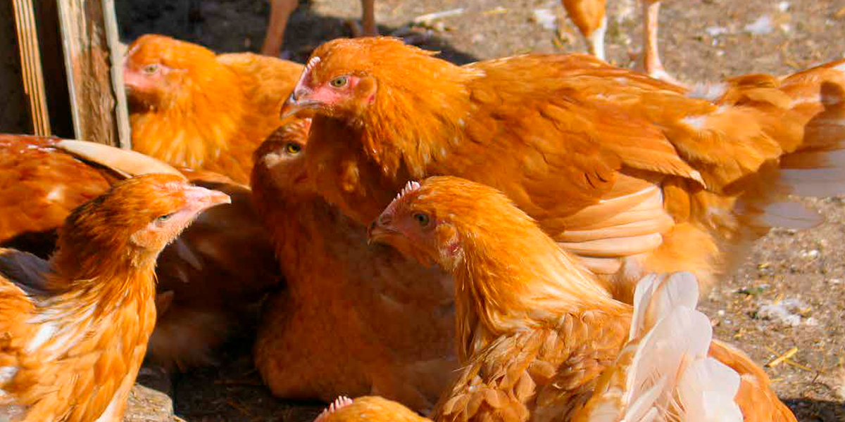 Bronquitis infecciosa aviar - BM Editores