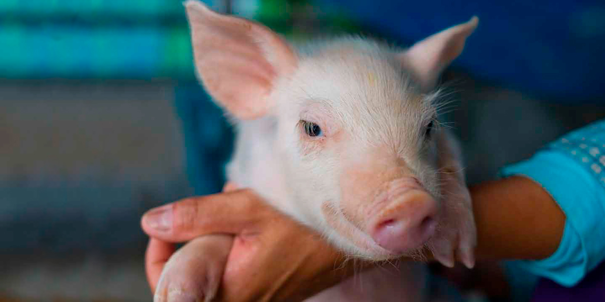 Mejorar genéticamente robustez y resistencia a enfermedades en porcino ...