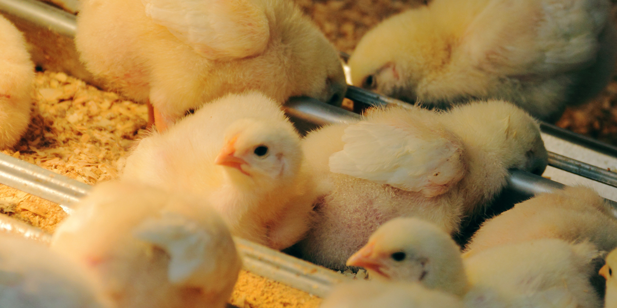 Retos principales del bienestar animal en Avicultura - BM Editores