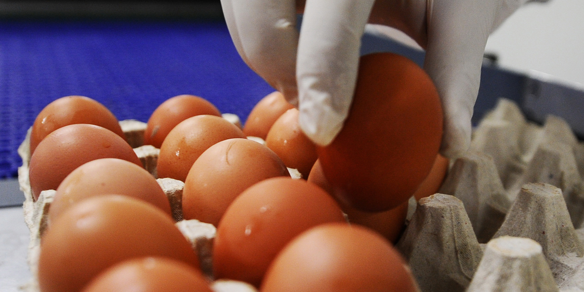 Calidad del huevo - BM Editores