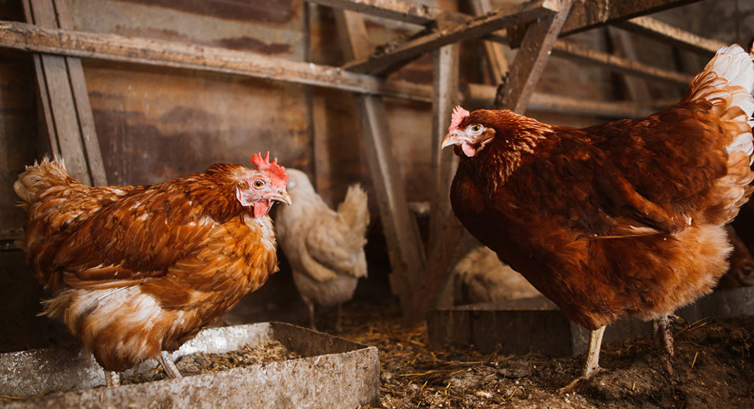 Celebran cocinando Día Mundial del Huevo - BM Editores