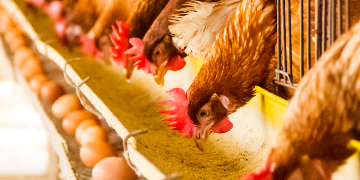 Garantía sanitaria en avicultura de puesta - BM Editores