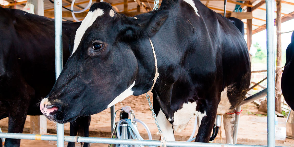Conceptos y estrategias nutricionales para aumentar eficiencia de uso ...