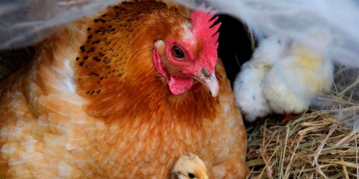 La pigmentación del pollo - BM Editores