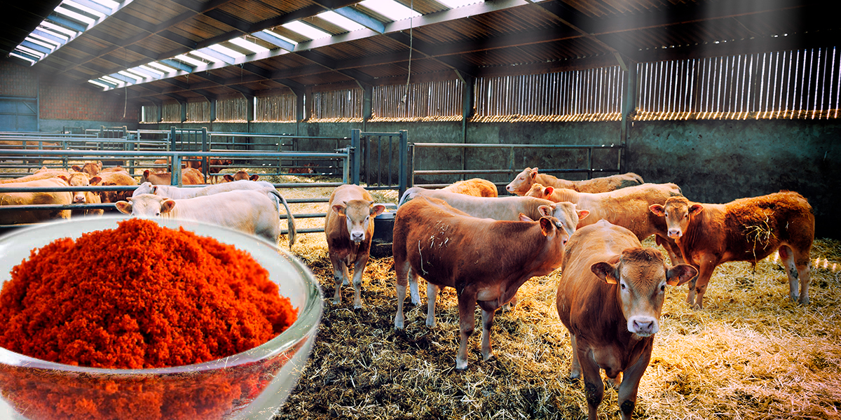 Presenta DSM al mercado mexicano nueva solución para animales en ...