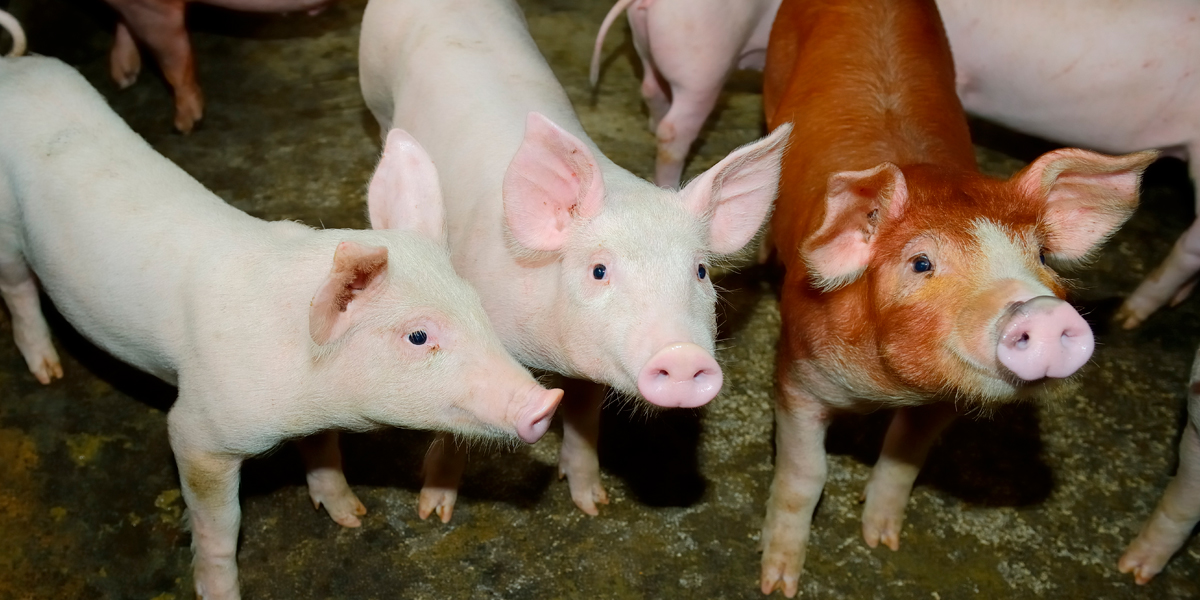 Salud porcina: historia, retos y perspectivas.III - BM Editores