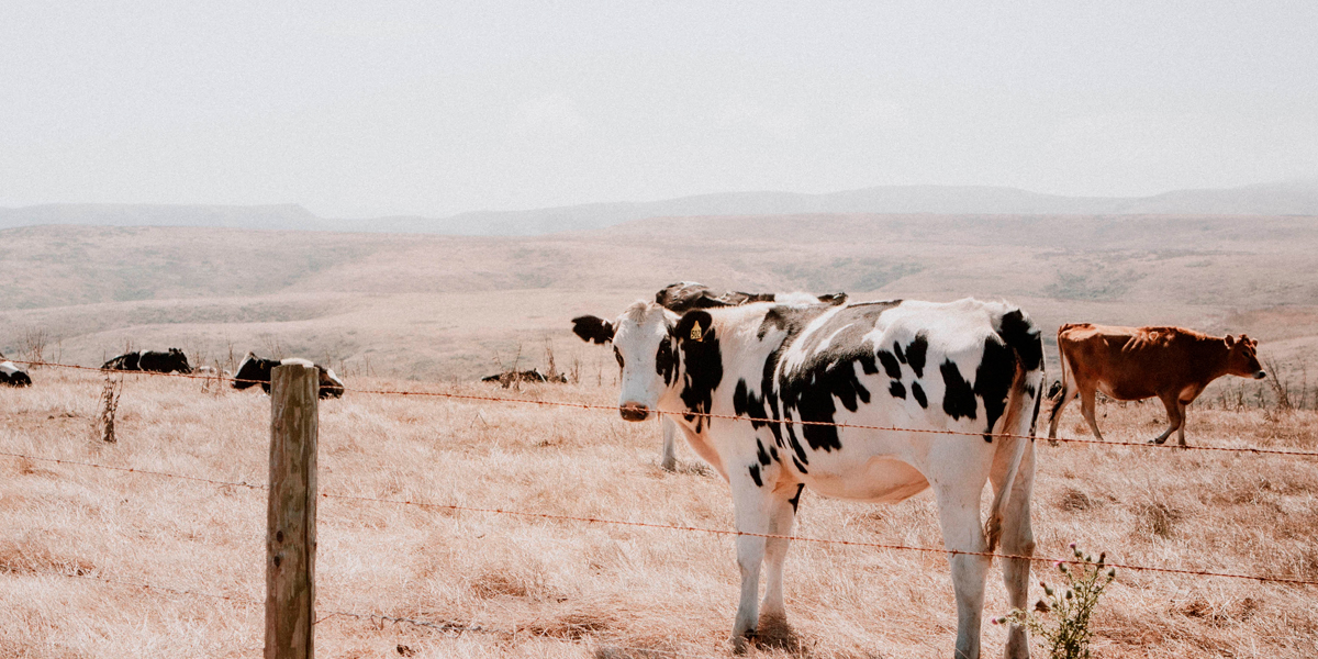 Fiebre Aftosa - BM Editores