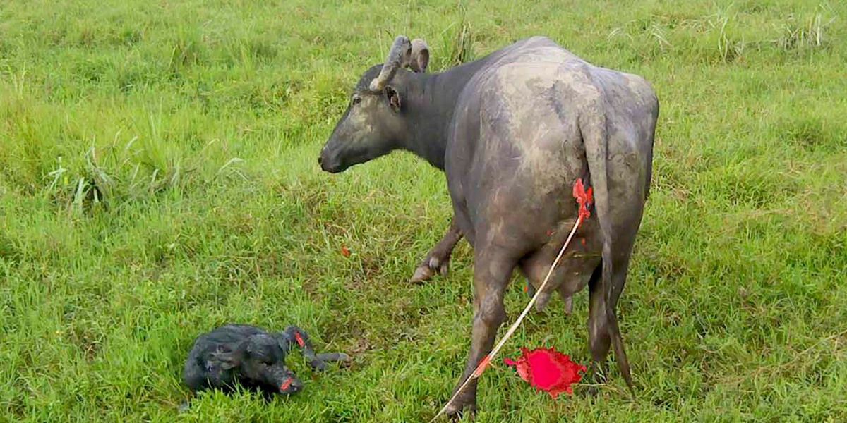 El parto de la búfala de agua: respuestas conductuales y fisiológicas ...