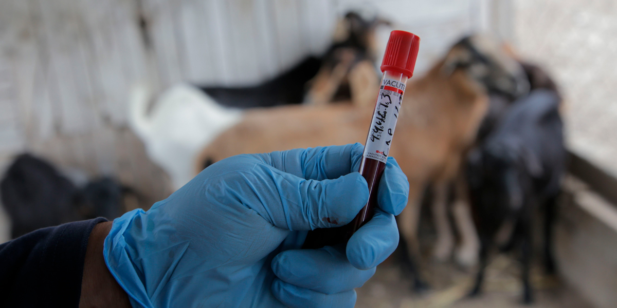 Disminuyeron en el país casos de rabia paralitica bovina - BM Editores