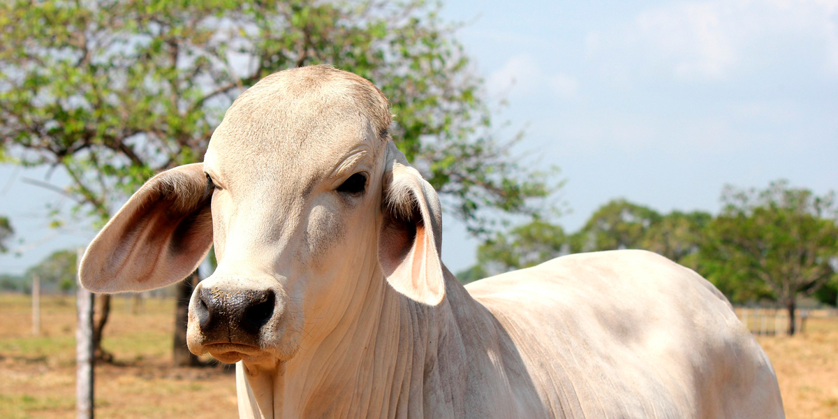 Celebran 100 años del Ganado Cebú en México - BM Editores
