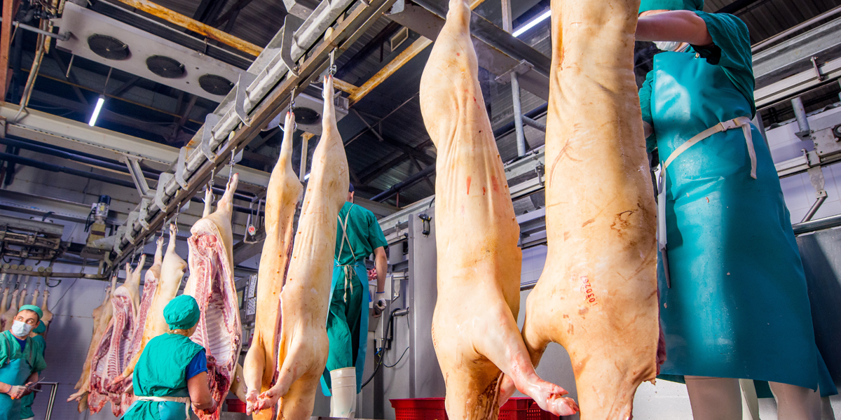 Los procesos ante-mortem permiten obtener calidad de la carne - BM Editores