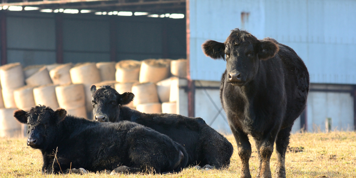 Valoración del Bienestar Animal - BM Editores