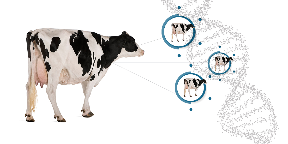 China inicia clonación de vacas Holstein, para superar su dependencia ...