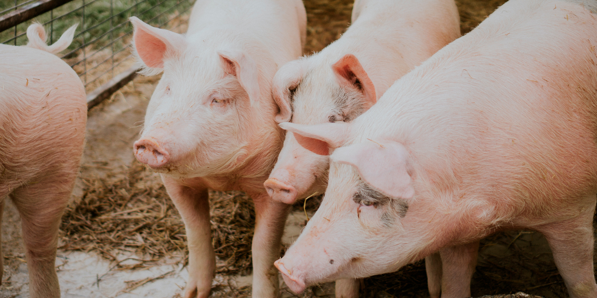 Nueva porcicultura sostenible - BM Editores