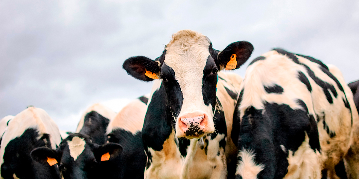 Proteína metabolizable y balance proteico en el rumen - BM Editores