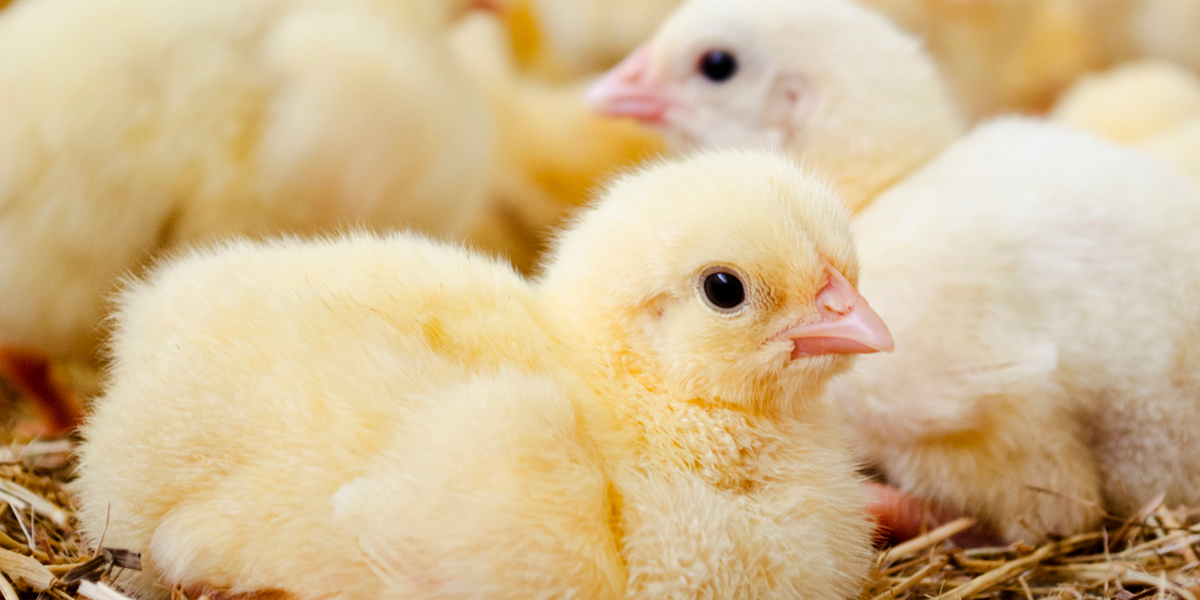 Impacto del estrés por calor en pollo broiler - BM Editores