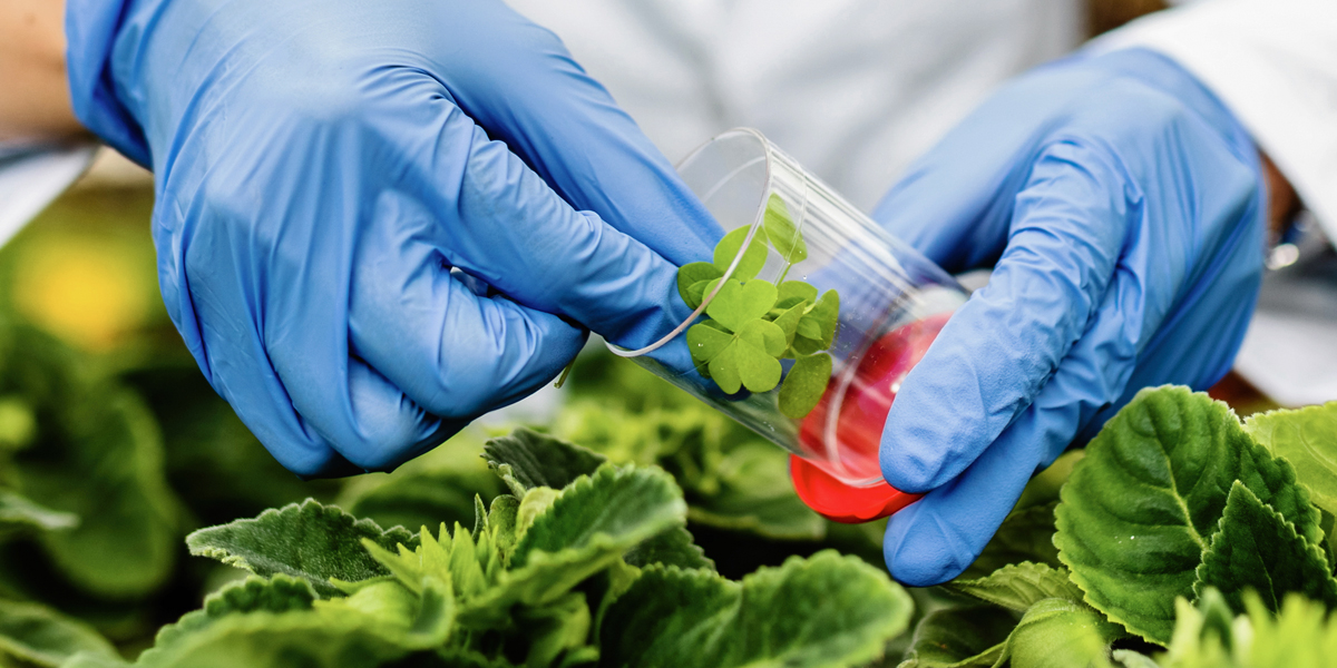 Los transgénicos se modifican a través de técnicas de ingeniería - BM ...