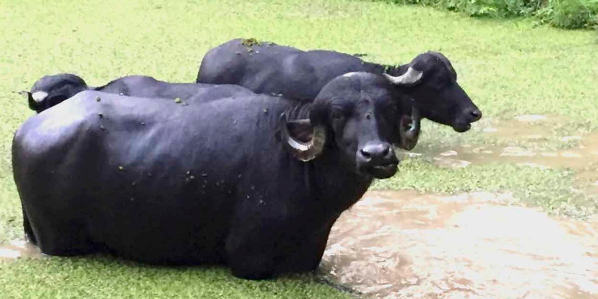 Perspectivas y desafíos del MVZ en la producción bufalina ...