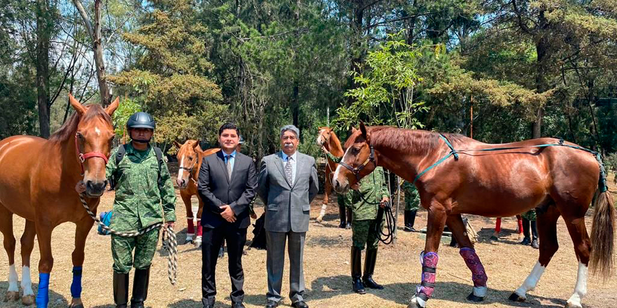Certificará Agricultura la pureza de la raza equina Santa Gertrudis ...