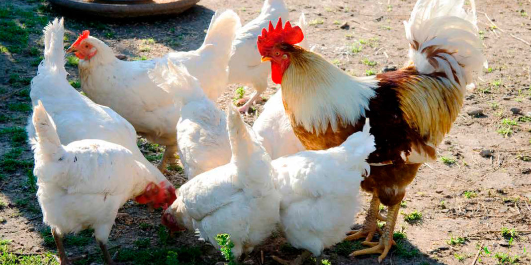 Contribución al conocimiento de la dieta de gallinas y pollos en los ...