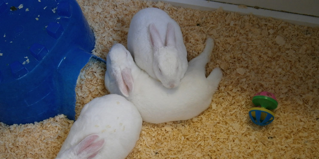 Influencia de la densidad de población y el sexo en el engorde de los ...