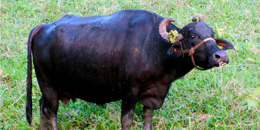 ¿Cómo aumentar la producción láctea de la búfala sin el uso de ...