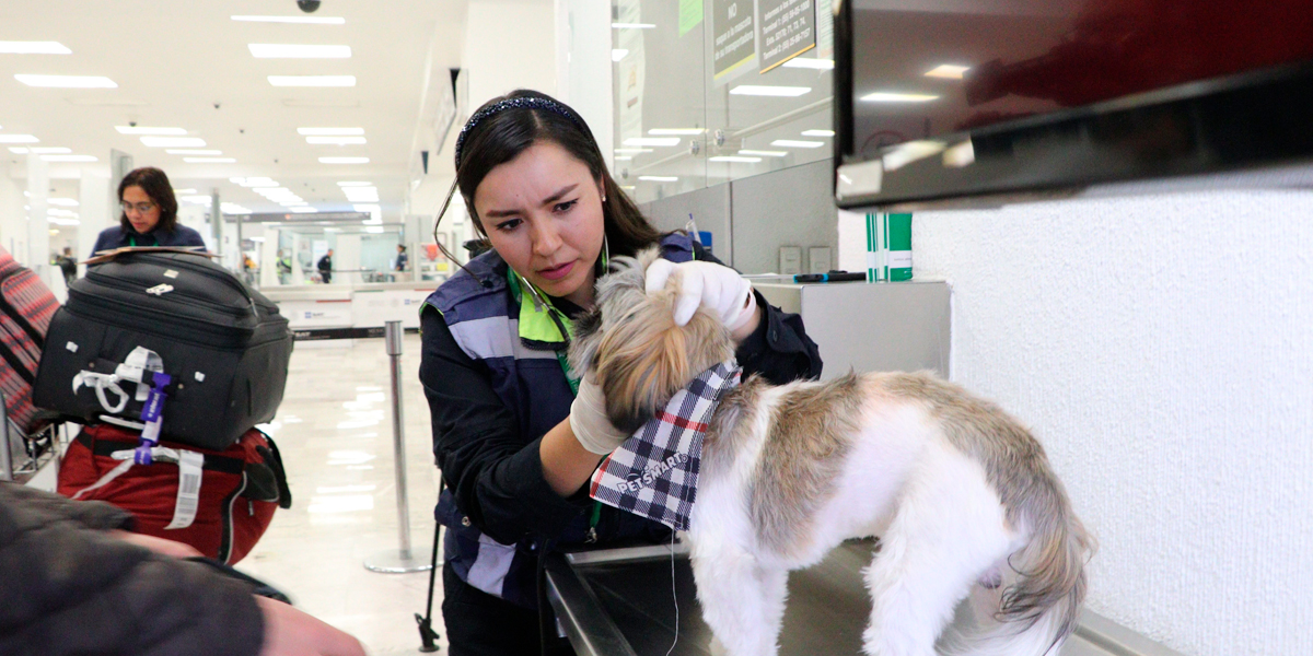 Publica SADER convocatoria para Premio Nacional de Sanidad Animal - BM ...
