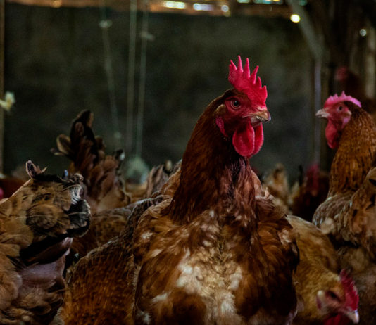 Avicultura - BM Editores