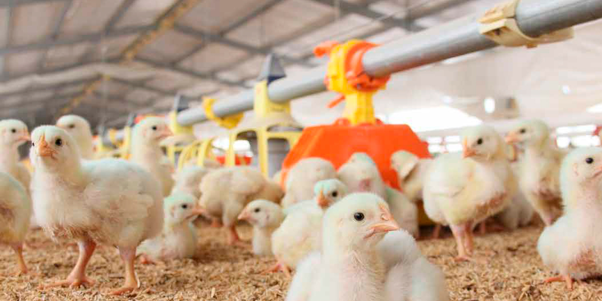 ¿Cuál sería el comedero automático ideal para pollo de engorda? - BM ...
