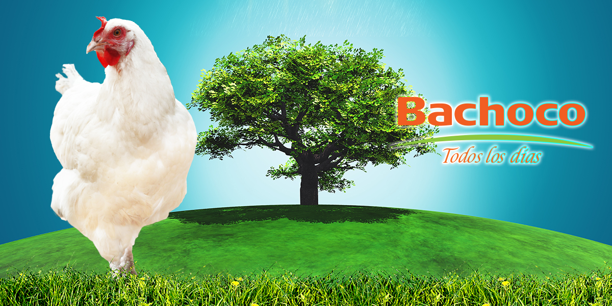 Reconocen a Bachoco como empresa responsable en México - BM Editores