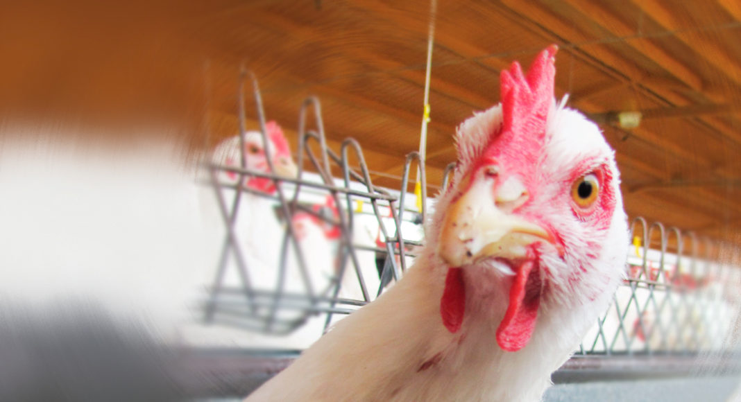 Avicultura - BM Editores