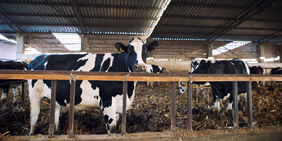 Rovabio® Phyplus, Fitasa de última generación de la línea Rovabio® de ...