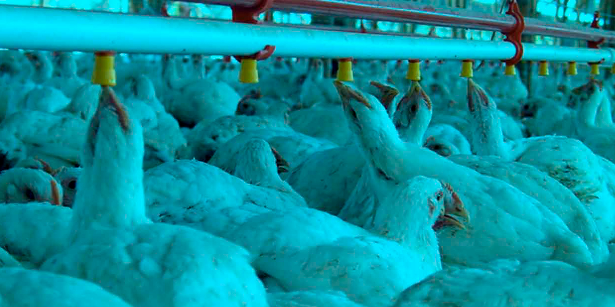 Utilización del agua en pollos de engorde - BM Editores