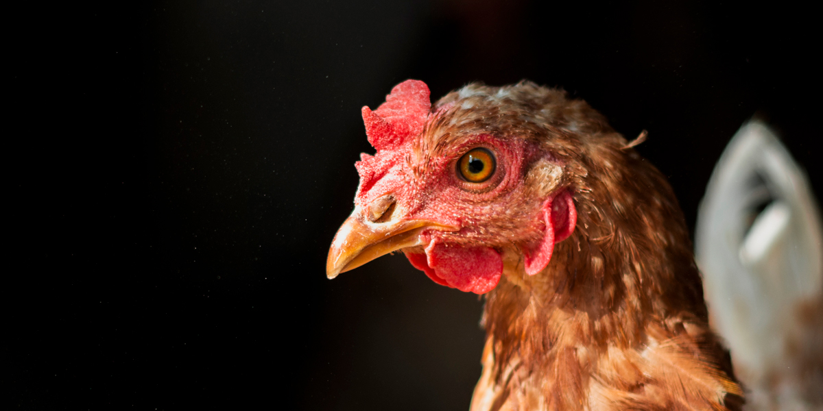 La avicultura de precisión: una visión integral - BM Editores