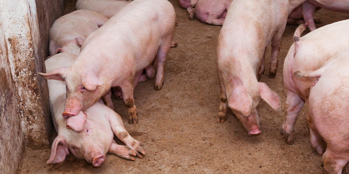 BioChek - BM Editores