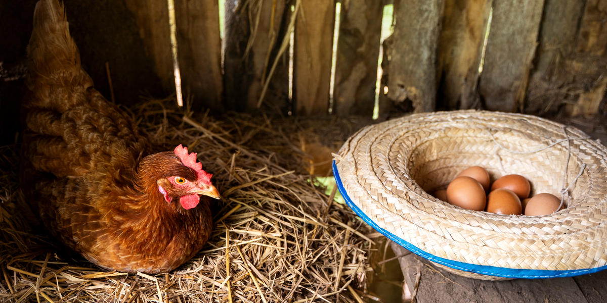 Efecto del pidolin® pca sobre la calidad del cascarón de huevo - BM ...