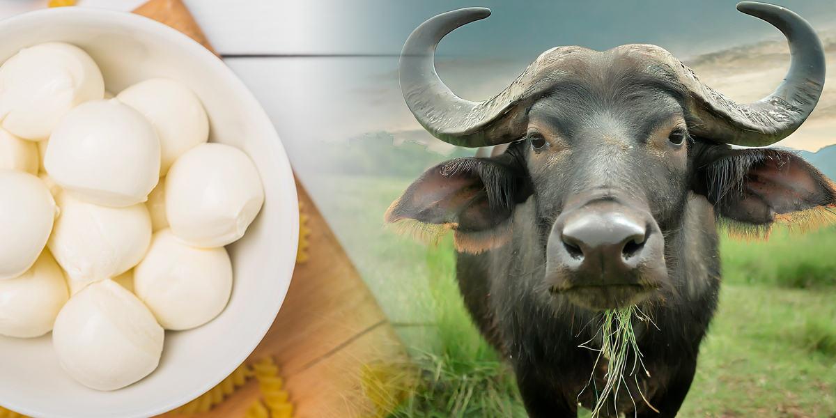 La búfala de agua y el queso mozzarella - BM Editores