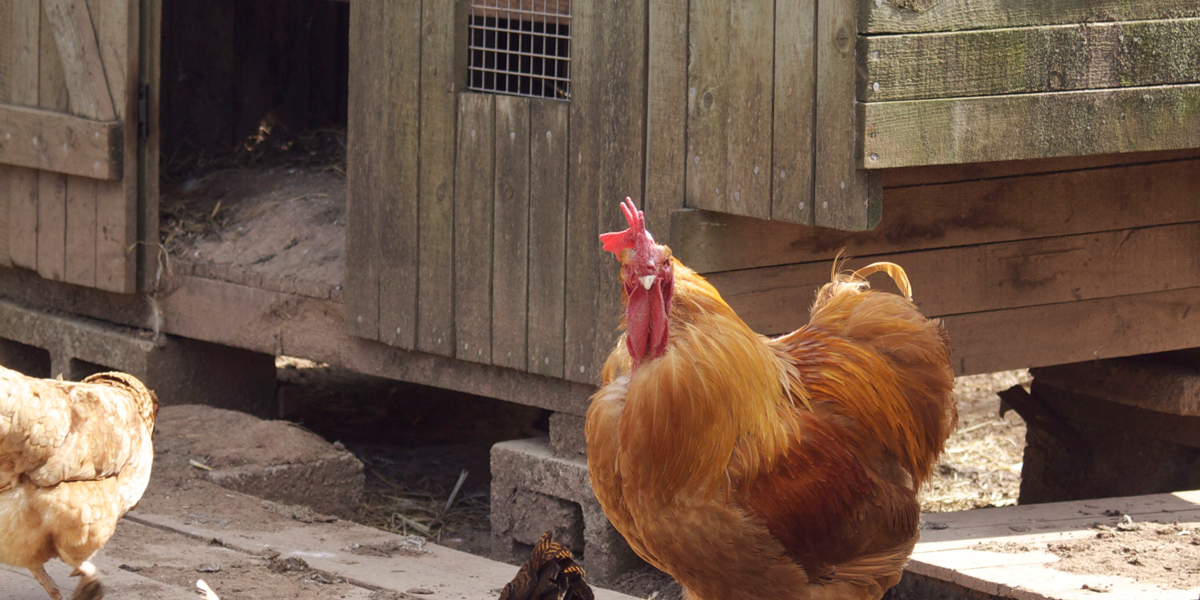 Caracterización de la avicultura de traspatio: aportes para la familia ...